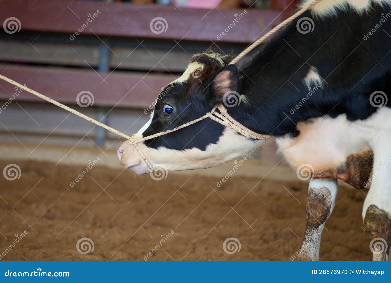 Cowboy lassoing cow stock photo. Image of head, ranching - 28573970
