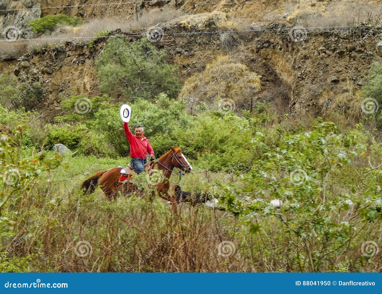 Cowboy latin Riding Horse image éditorial. Image du traînée - 88041950
