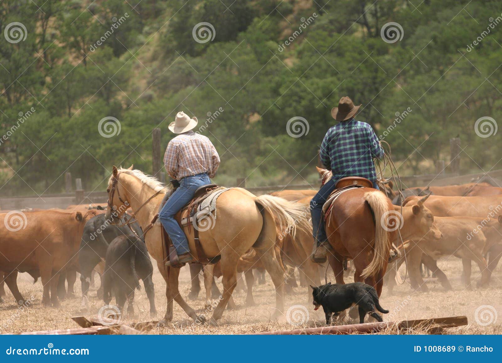 Cowboy Life stock image. Image of work, west, dusty, dust - 1008689