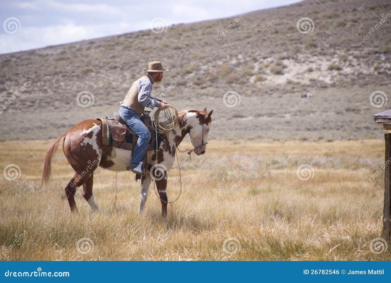 Cowboy moderno di giorno fotografia editoriale. Immagine di corda ...