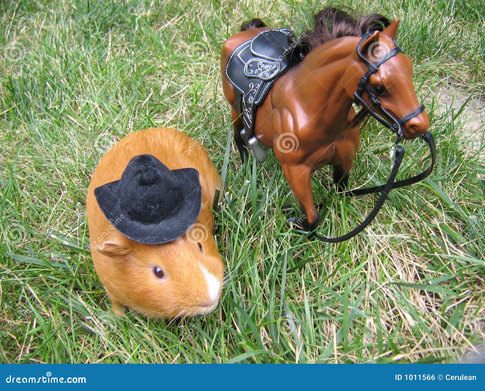Cowboy Pig stock photo. Image of grass, cute, small, silly - 1011566