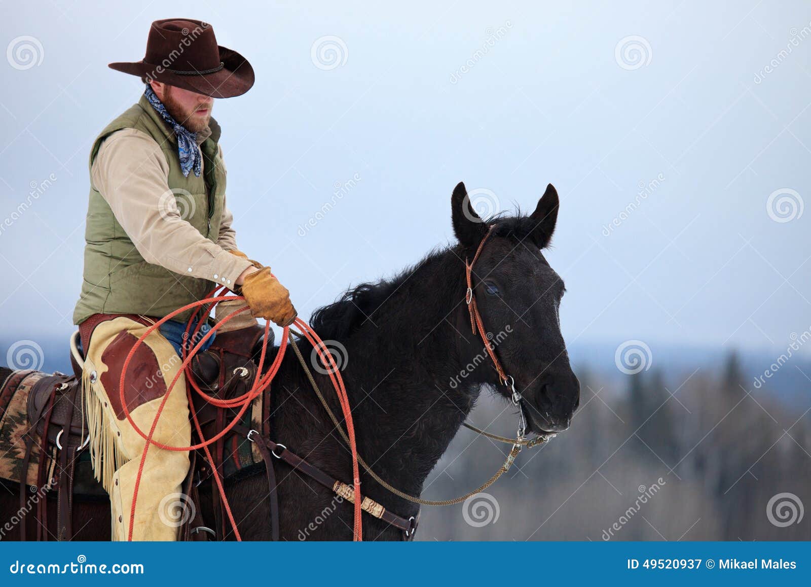 Cowboy preparing to rope editorial photography. Image of cowboy - 49520937