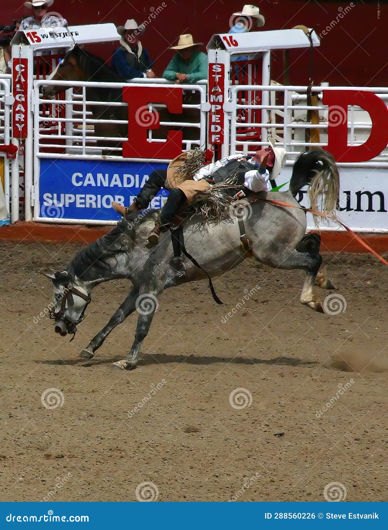 Cowboy Riding Bucking Bronco Editorial Photo - Image of editorial ...