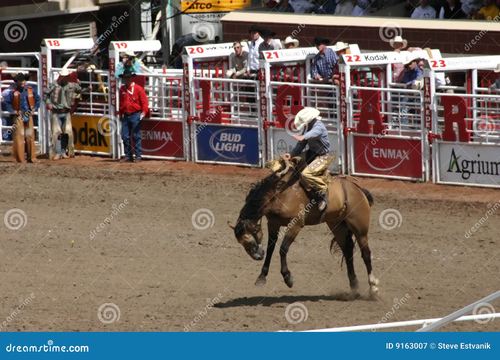 Cowboy Riding Bucking Bronco Editorial Photography - Image of calgary ...