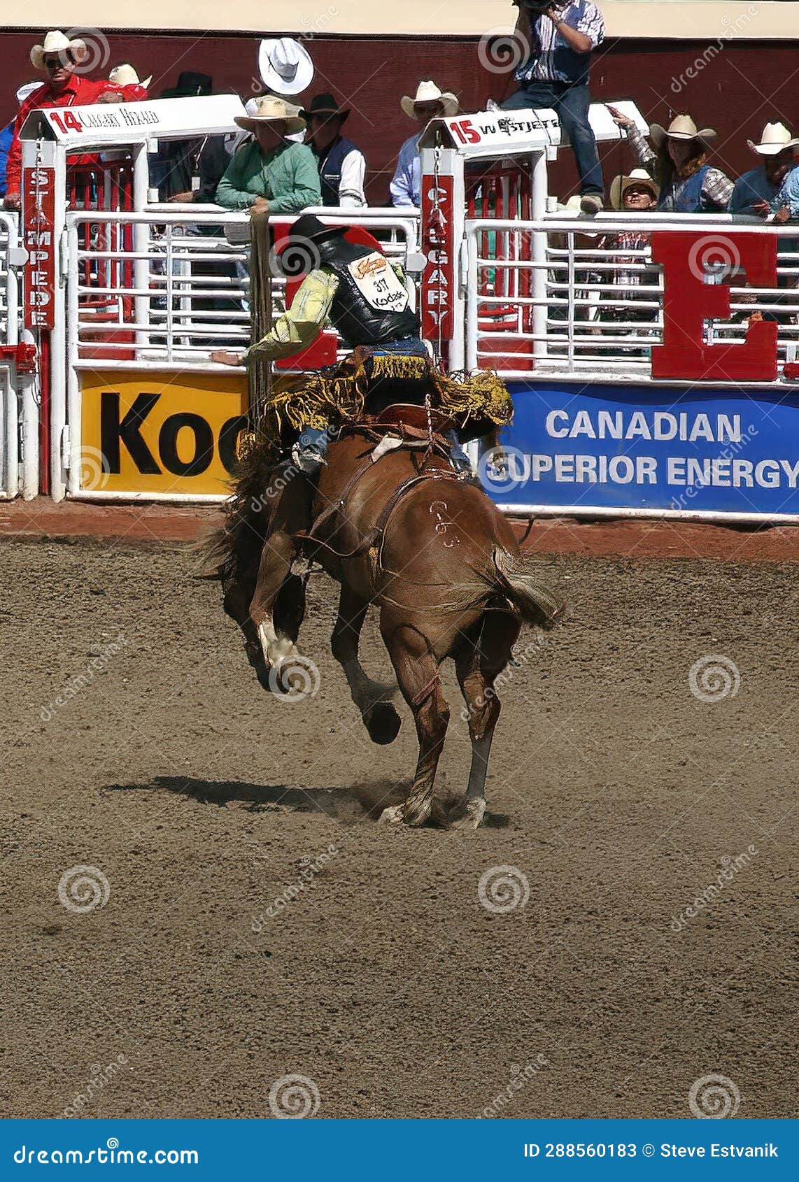Cowboy Riding Bucking Bronco at the Calgary Stampede Editorial Stock ...