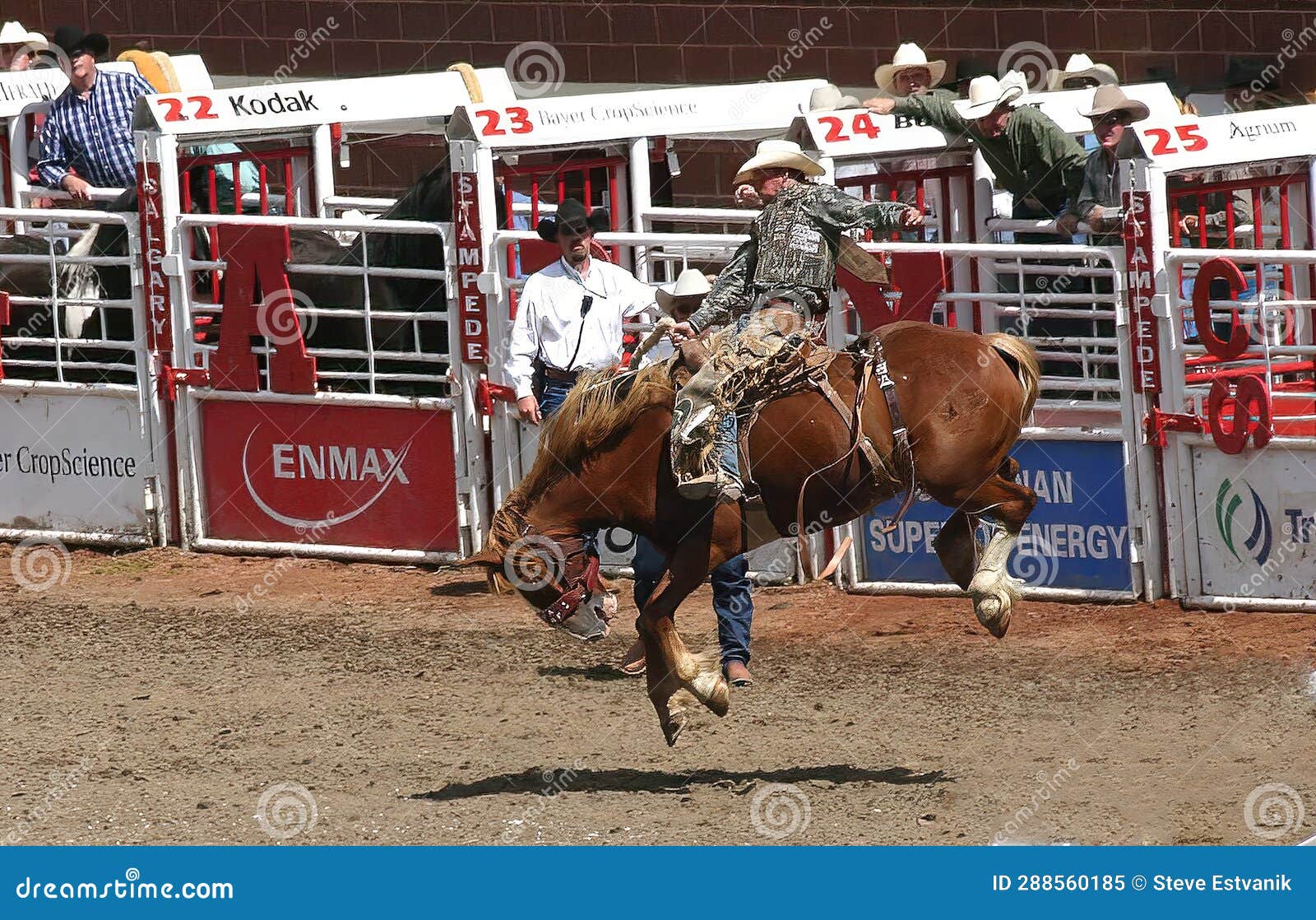 Cowboy Riding Bucking Bronco at the Calgary Stampede Editorial Image ...