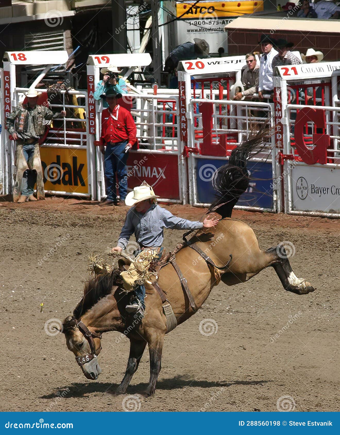 Cowboy Riding Bucking Bronco at the Calgary Stampede Editorial Stock ...