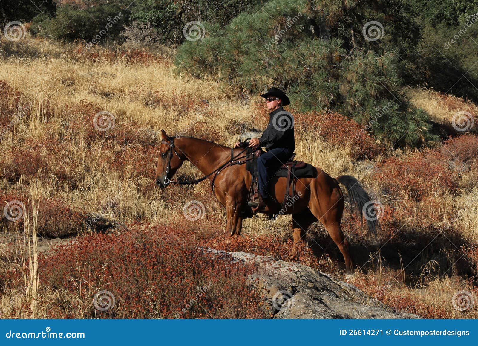 A Cowboy Riding the Trails. Stock Image - Image of equestrian, equine ...