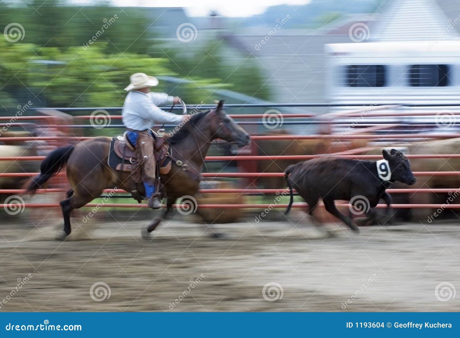 Cowboy at Rodeo Chasing Steer Panning and Motion Blur Stock Photo ...