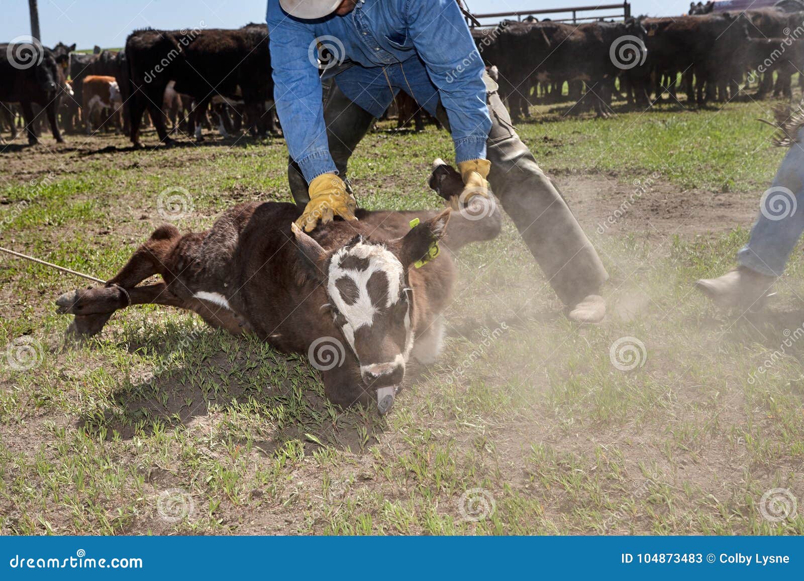 The Cowboy In A Calf Roping Competition. Editorial Image ...
