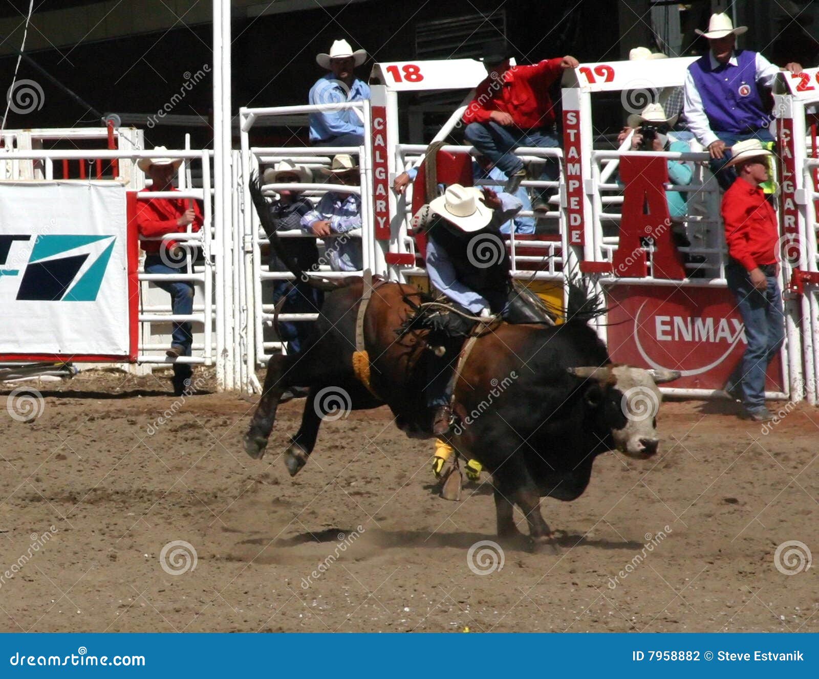 Cowboy Trying To Ride a Wild Bull, Editorial Photography - Image of ...