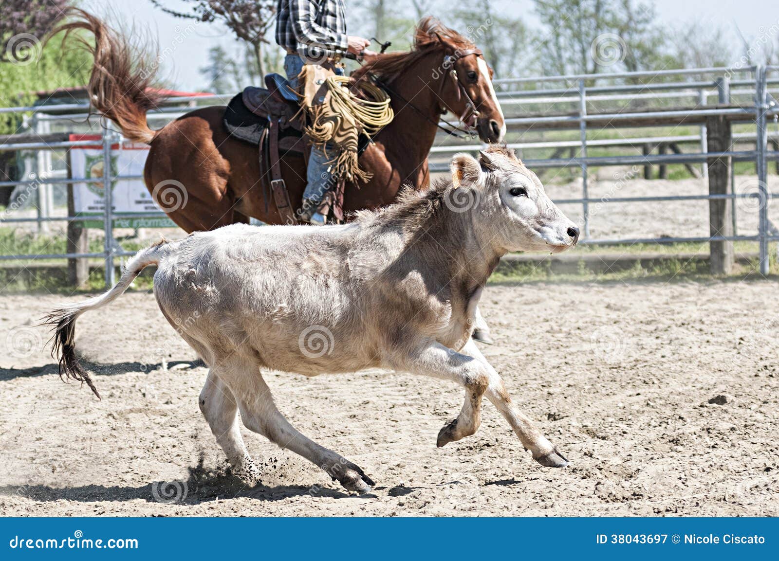 Cowboy working with cow stock image. Image of penning - 38043697