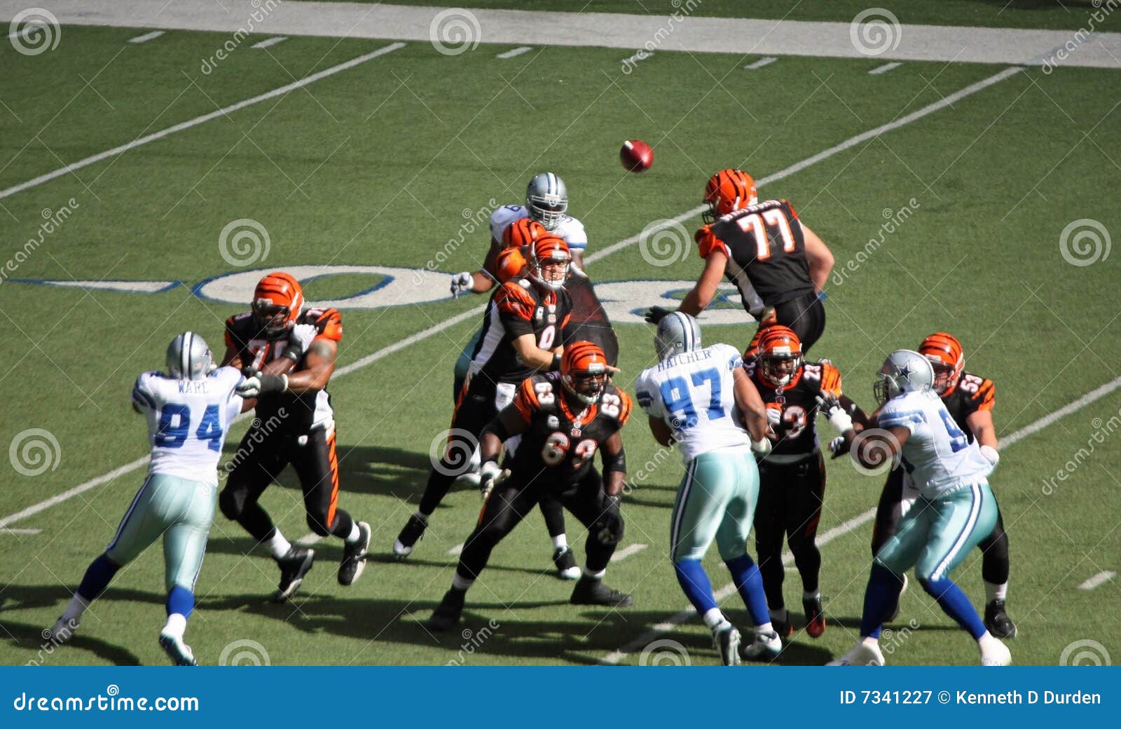 Cowboys Bengal Palmer Throws Editorial Photography - Image of grass ...