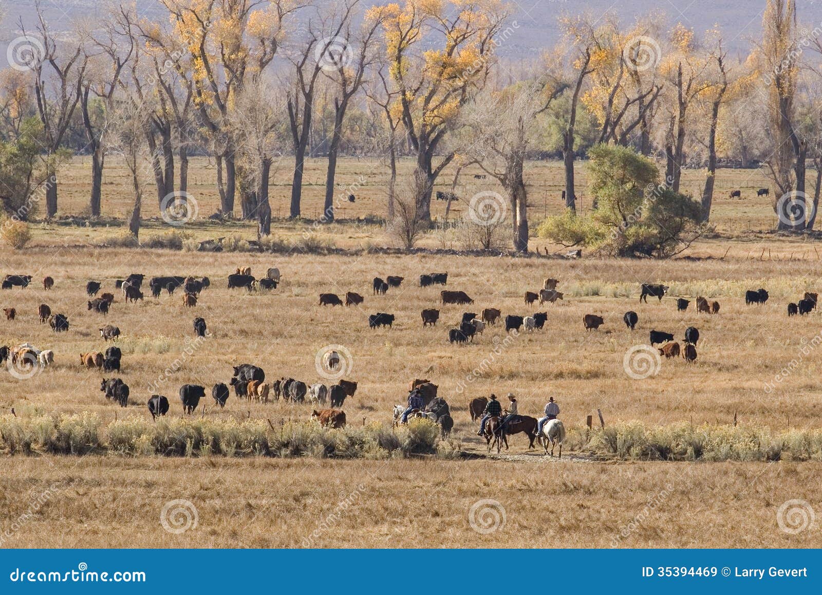 Cowboys And Cattle Stock Image | CartoonDealer.com #35394469