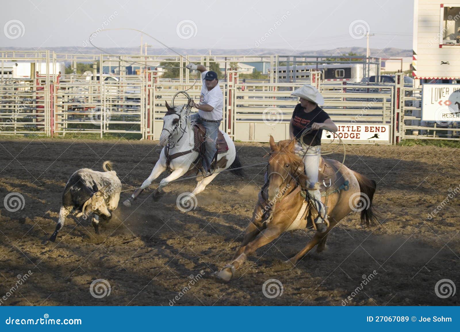 Cowboys lassoing cow editorial stock image. Image of animal - 27067089