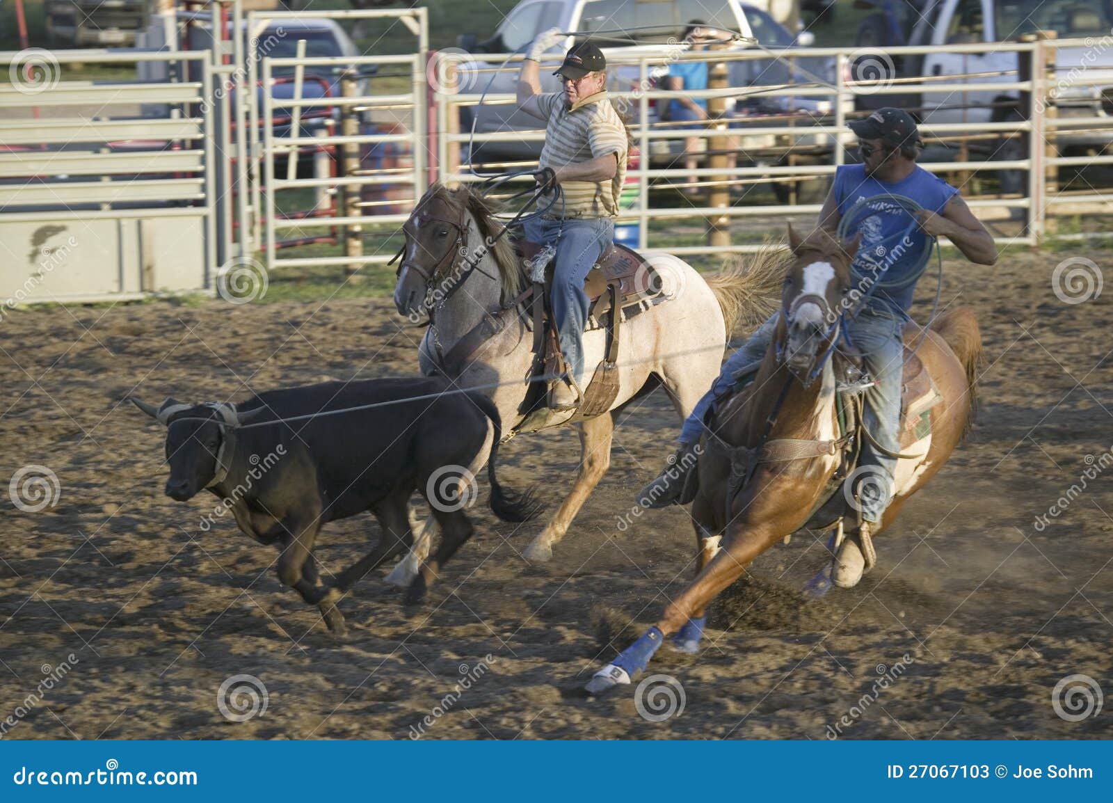 Cowboys lassoing cow editorial stock photo. Image of riding - 27067103