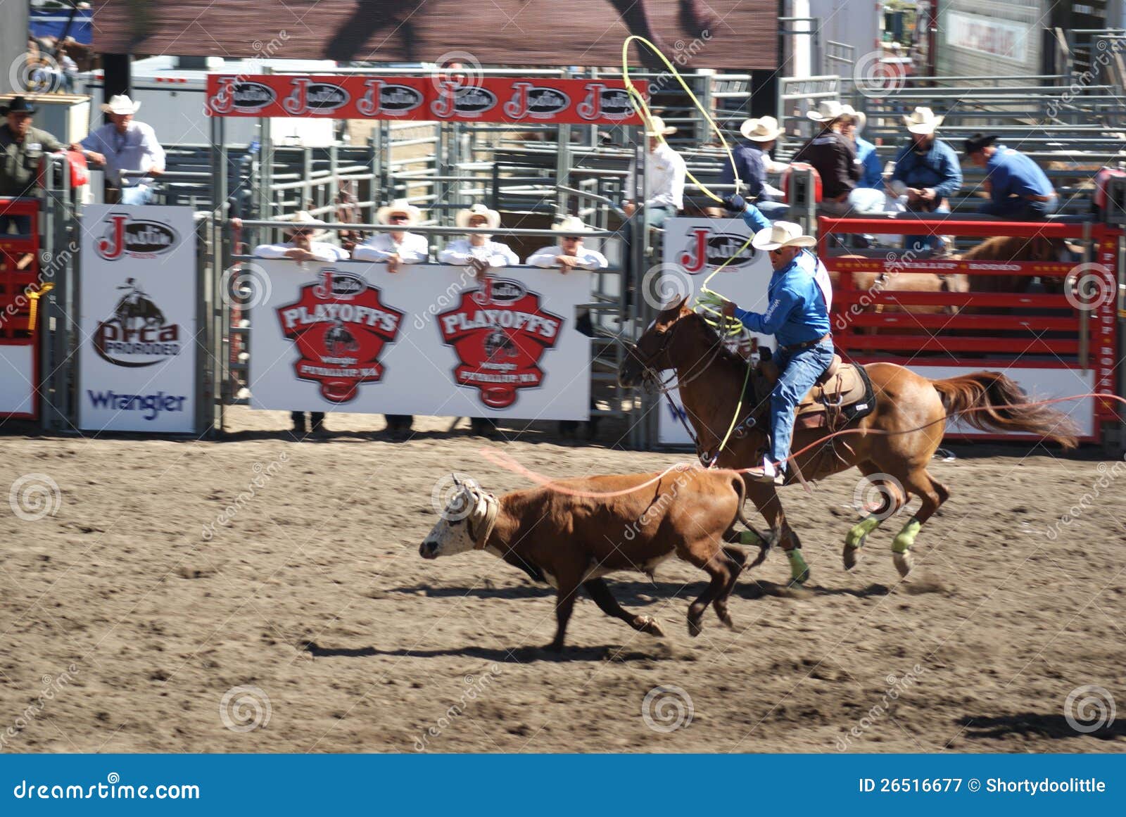 Cowboys team roping. editorial photography. Image of dirt - 26516677