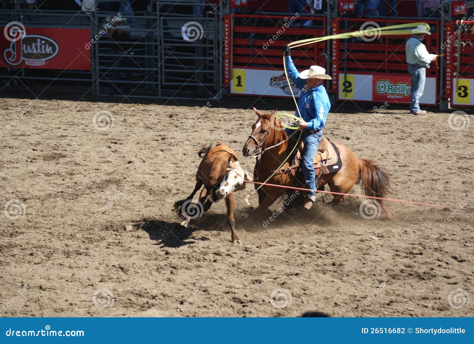 Cowboys team roping editorial photography. Image of roping - 26516682