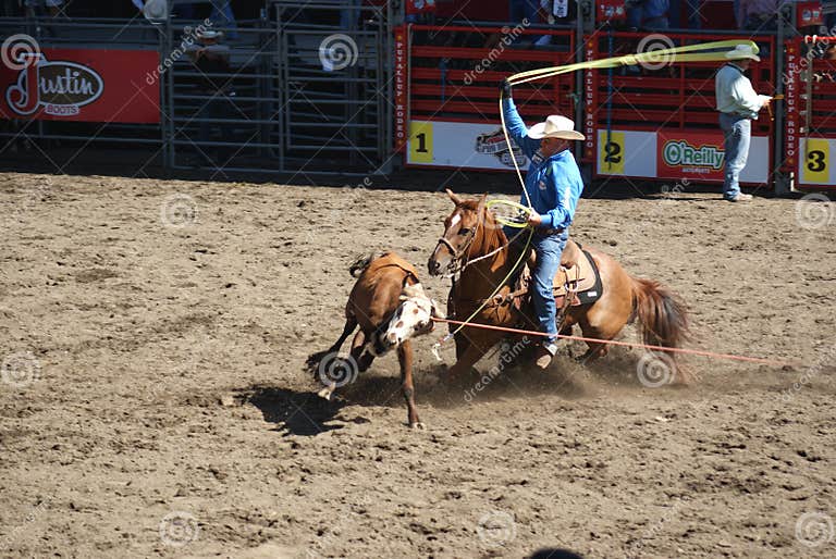 Cowboys team roping editorial photography. Image of roping - 26516682