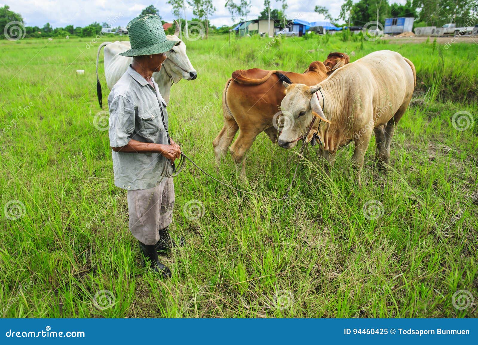 Cowboys Working with Herd of Cattle Editorial Image - Image of animal ...