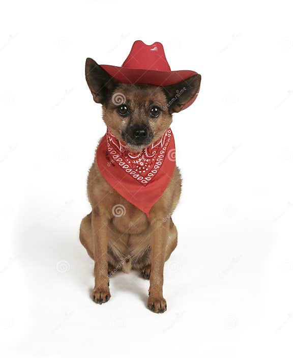 Cowdog stock photo. Image of costume, halloween, humor - 2922000