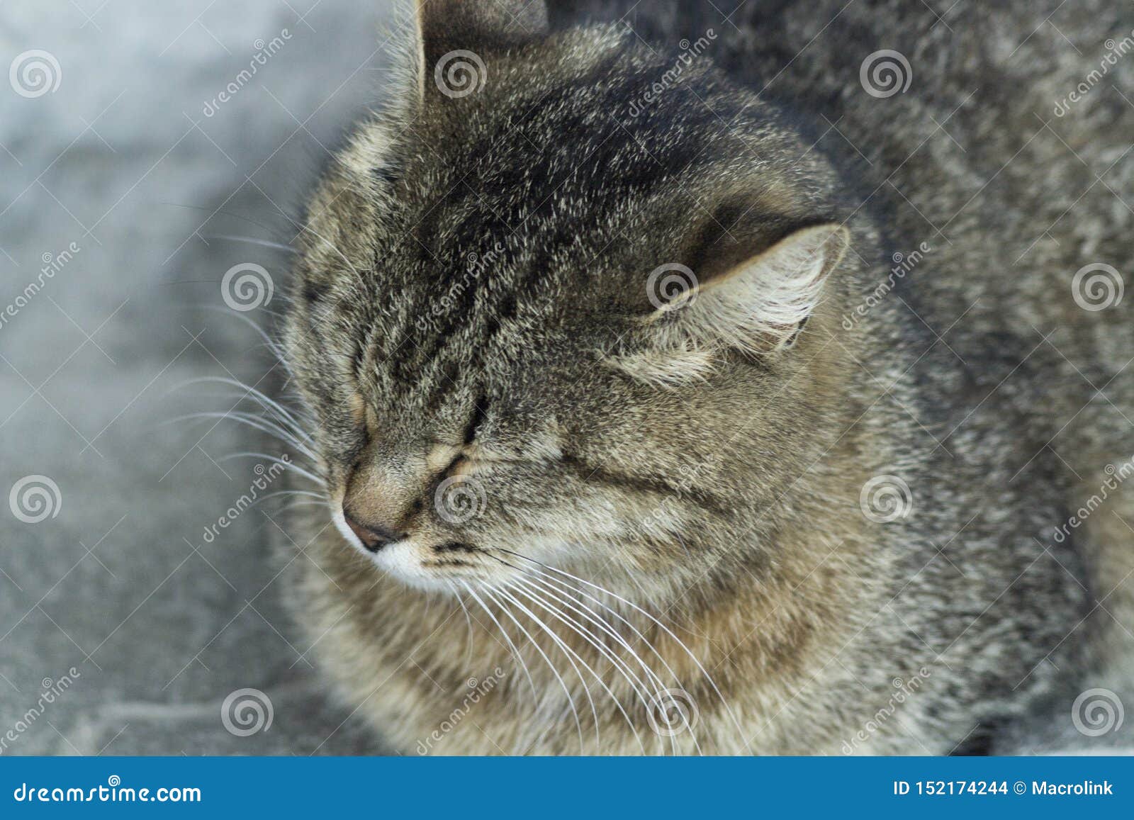 Cower Cat on the Street. Kitty in Need of Home Stock Photo - Image of ...
