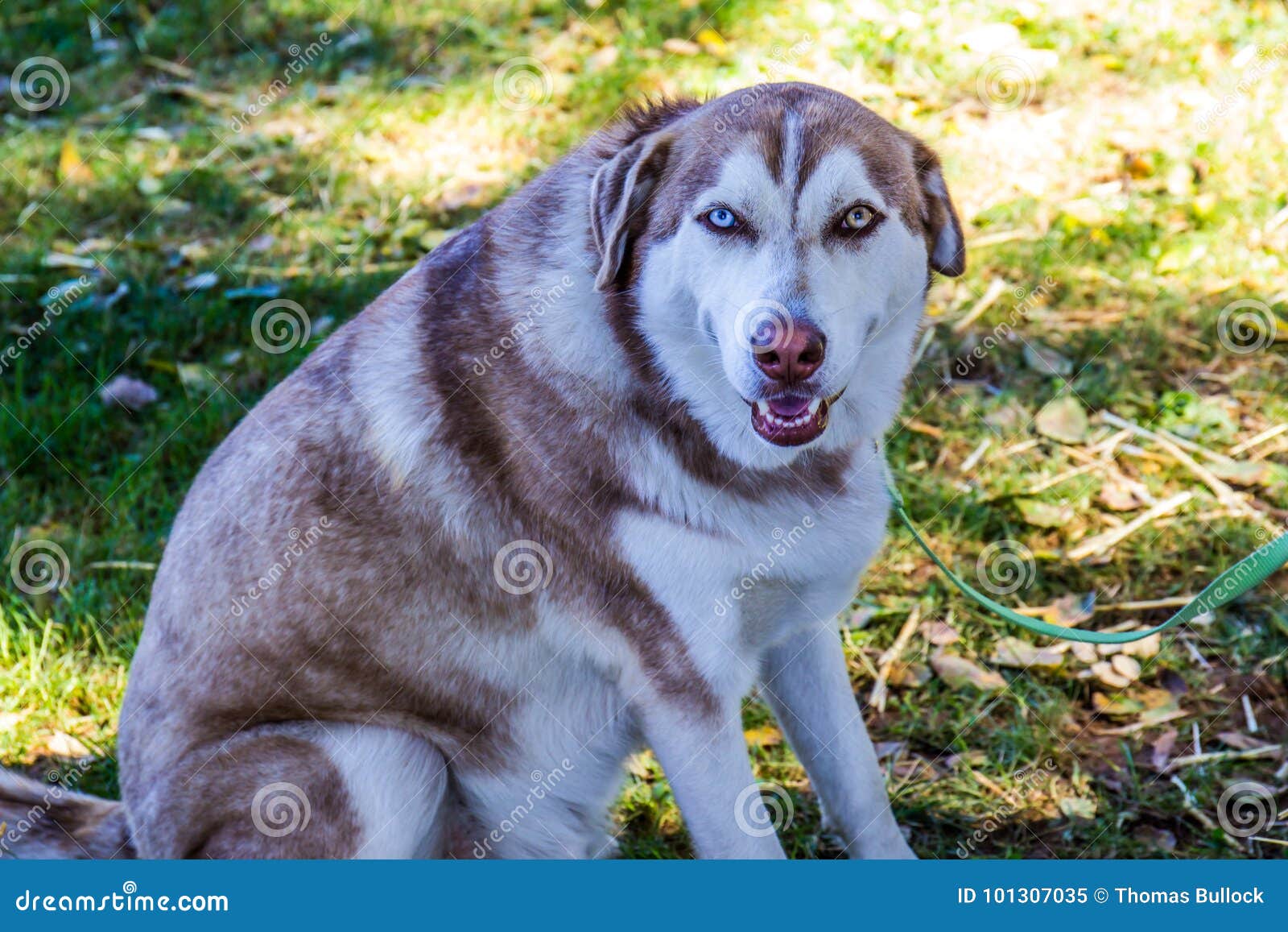 Dog with Two Different Colored Eyes Stock Image - Image of mouth, hair ...