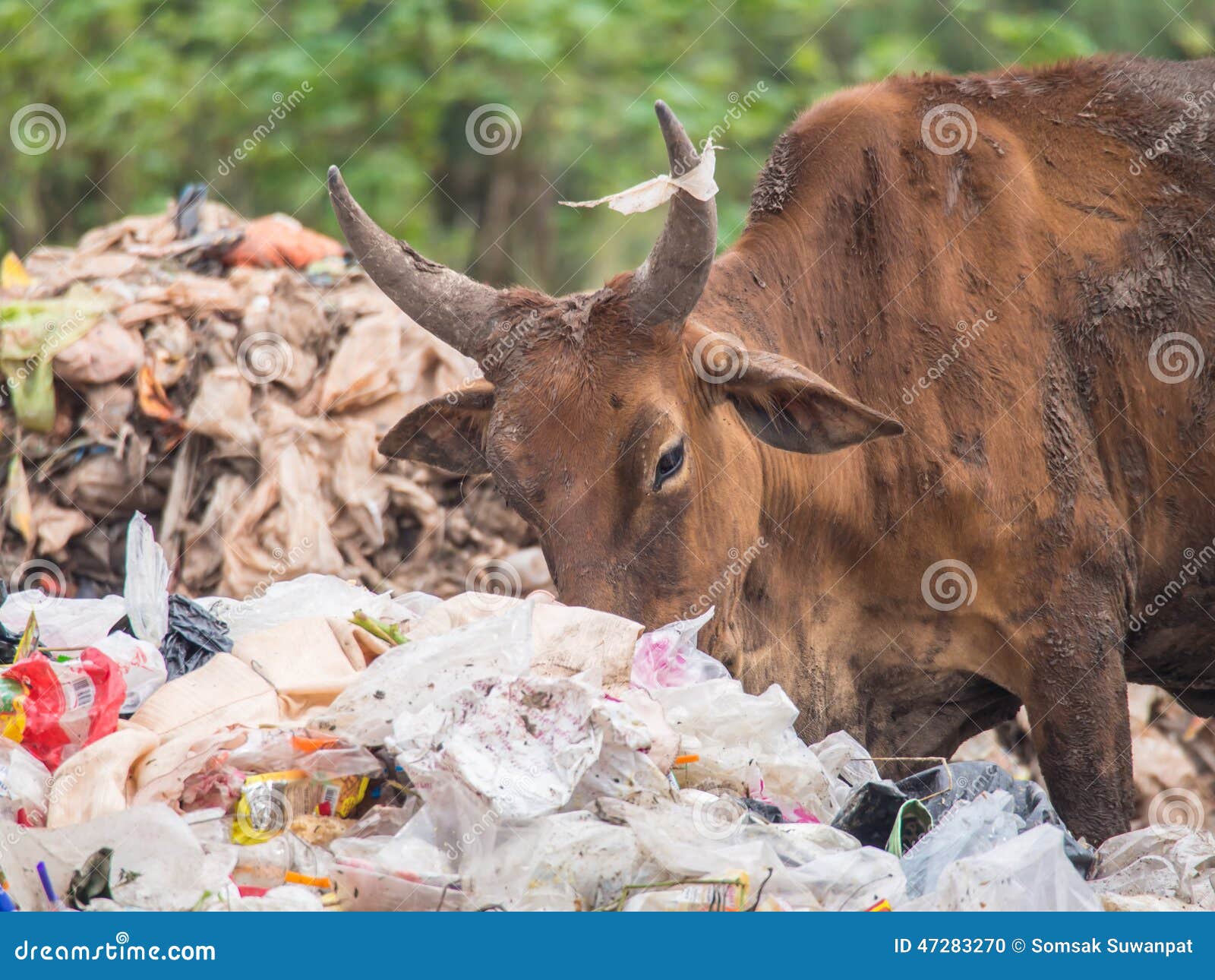Cowfeed Sur La Pile De Rebut Photo stock - Image du décharge, animal ...