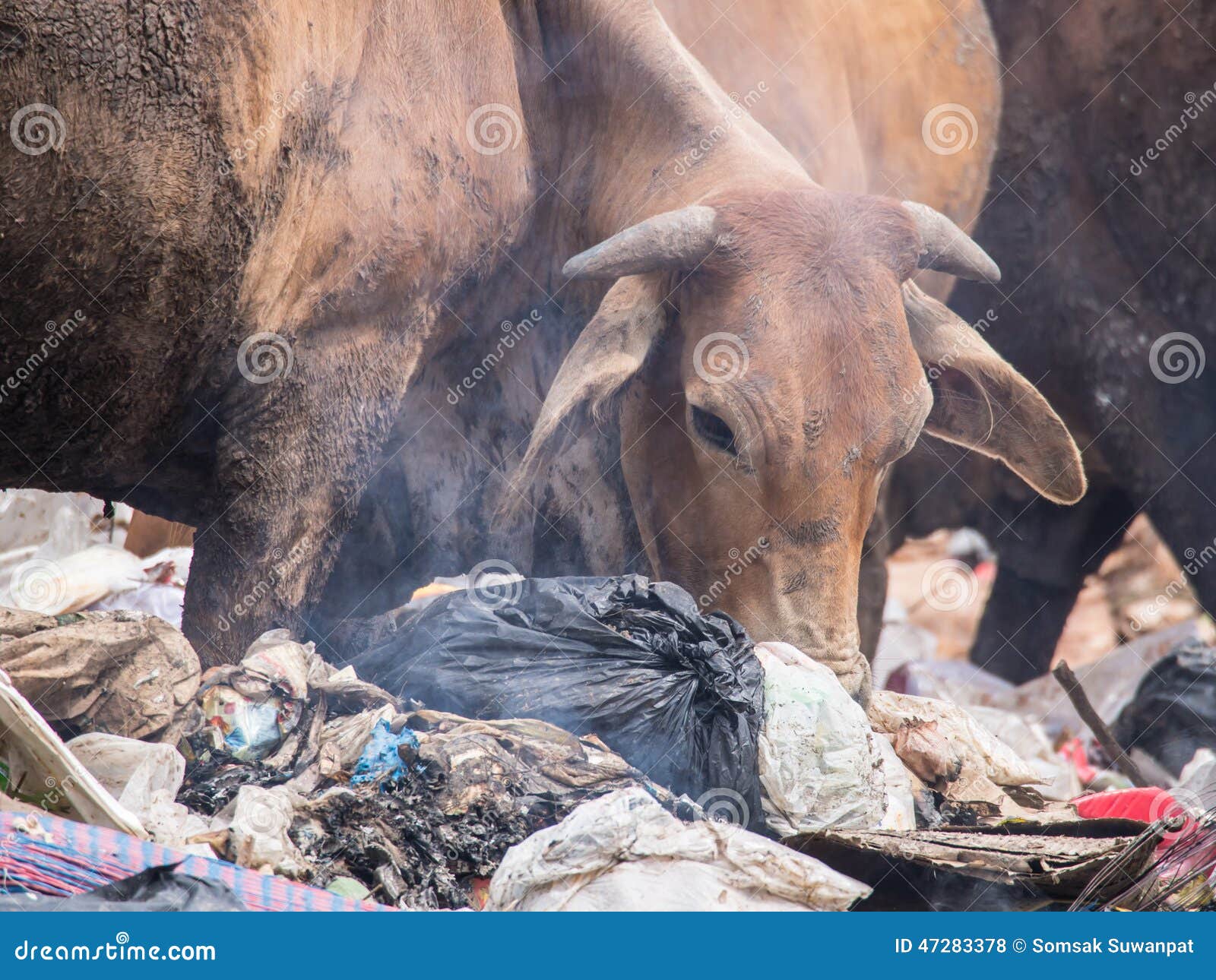 Cowfeed on the waste pile stock photo. Image of animal - 47283378