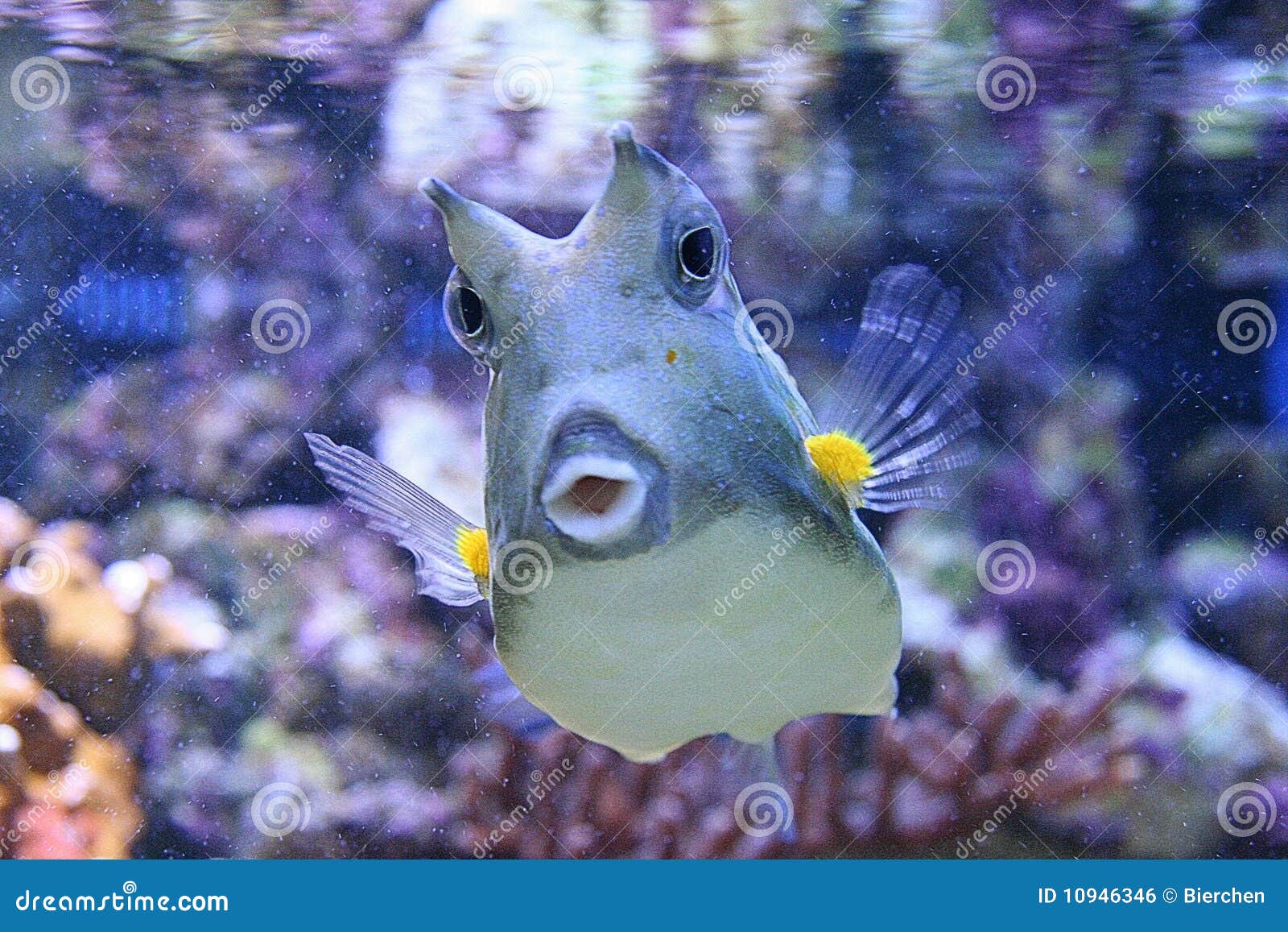 Cowfish stock photo. Image of aquarium, color, paradise - 10946346