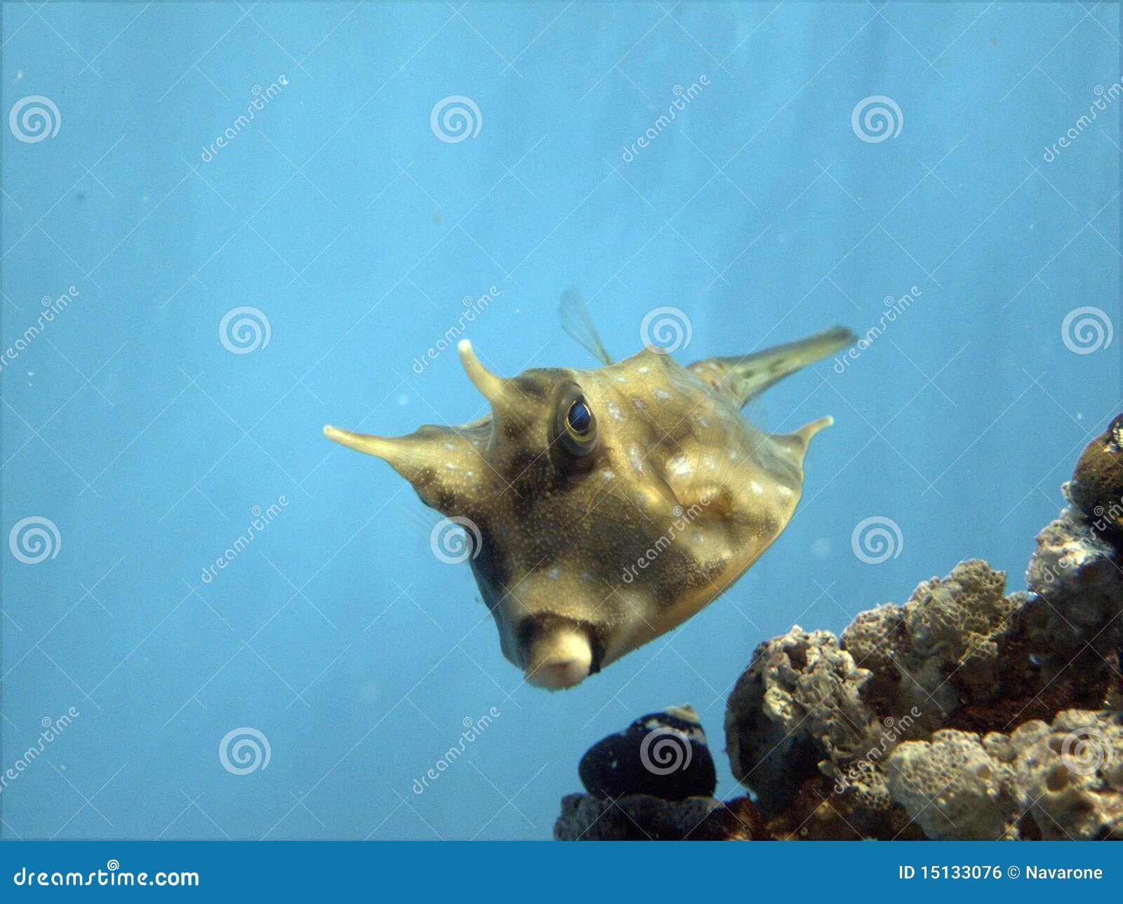 Cowfish stock photo. Image of rock, marine, life, lactoria - 15133076