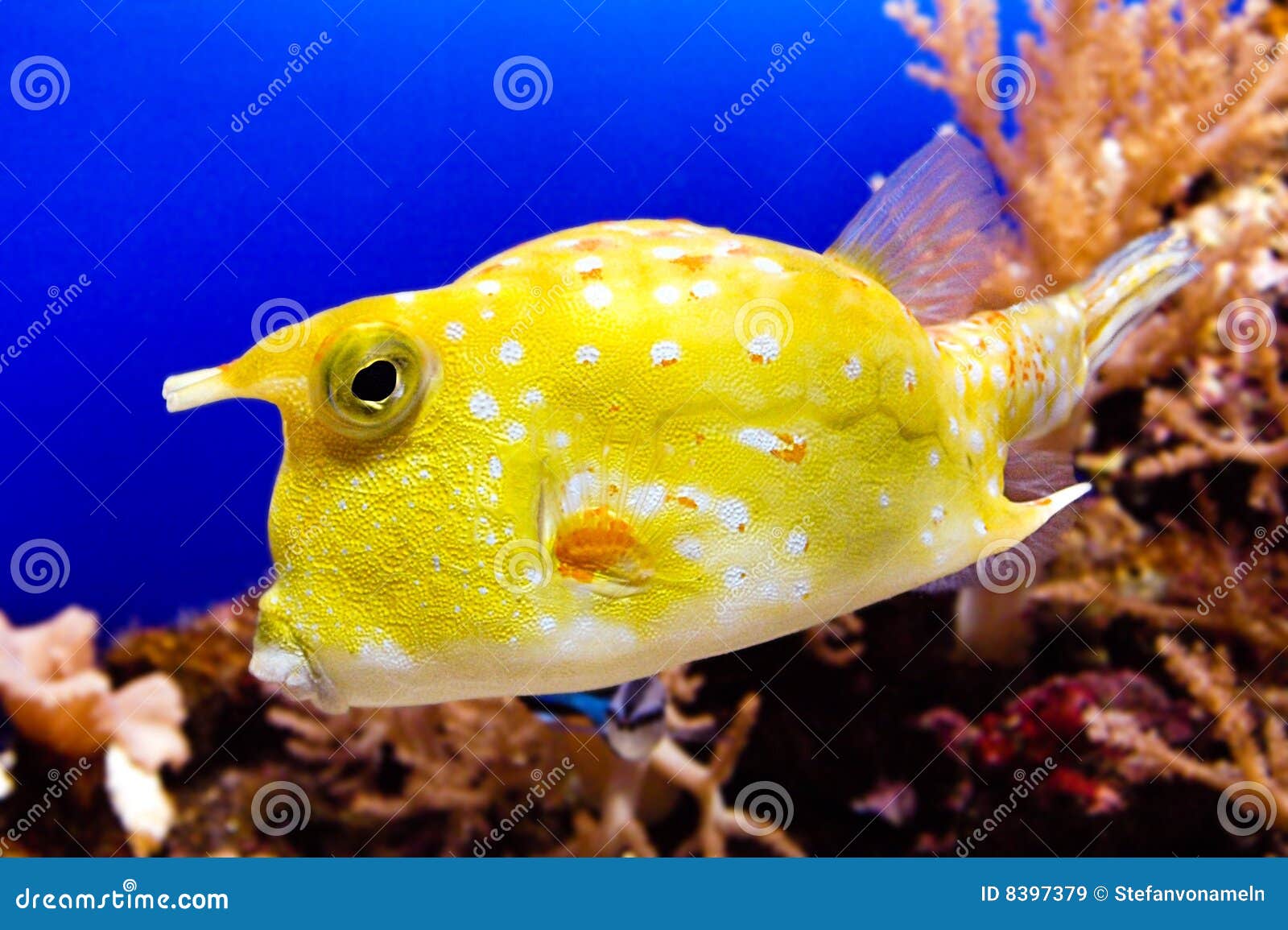 Cowfish stock image. Image of yellow, saltwater, longhorn - 8397379