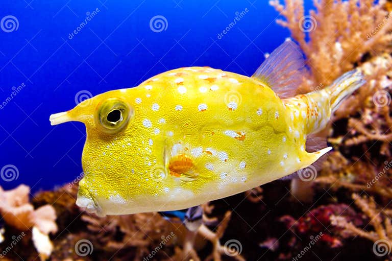 Cowfish stock image. Image of yellow, saltwater, longhorn - 8397379