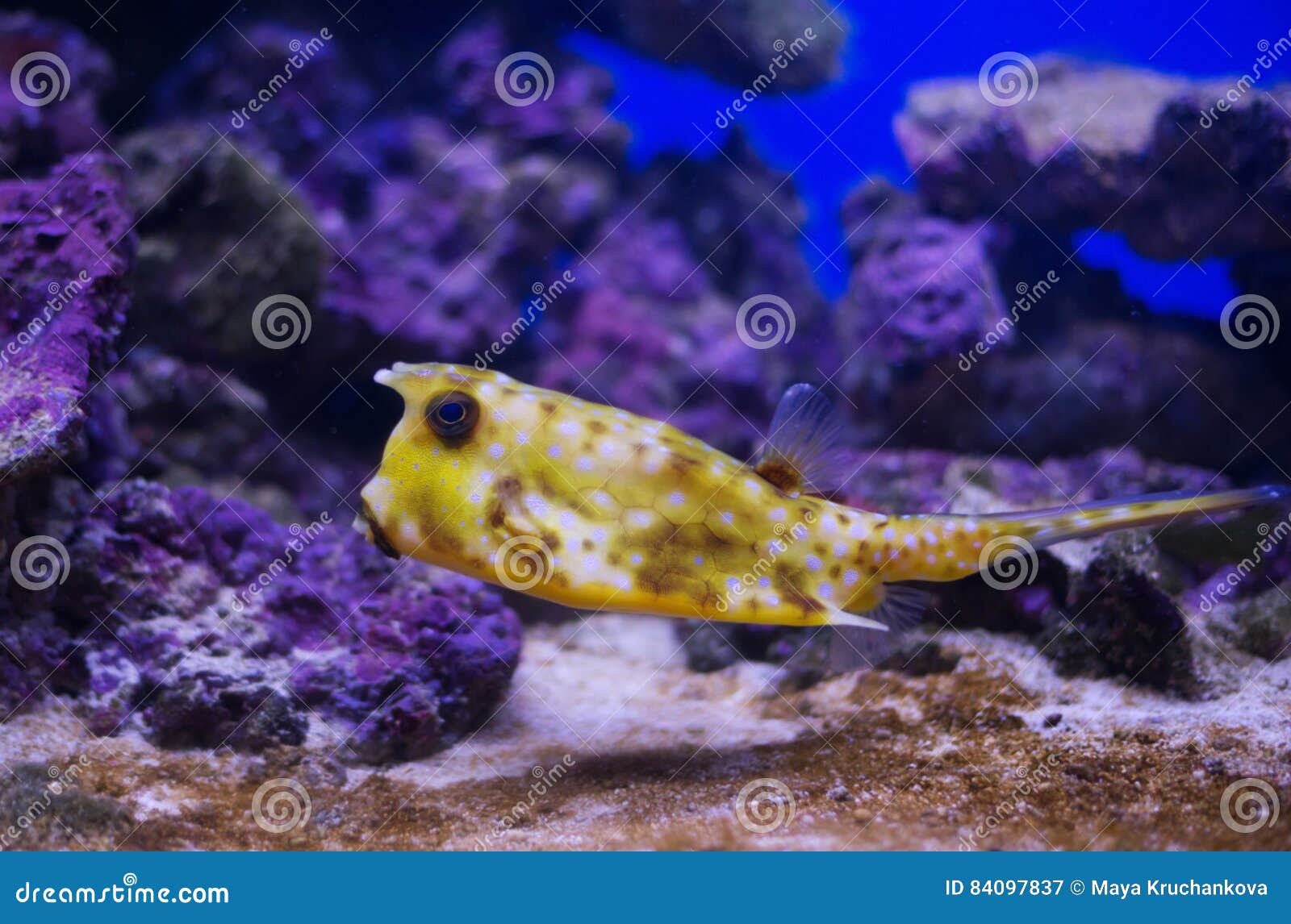 Cowfish in aquarium stock image. Image of underwater - 84097837