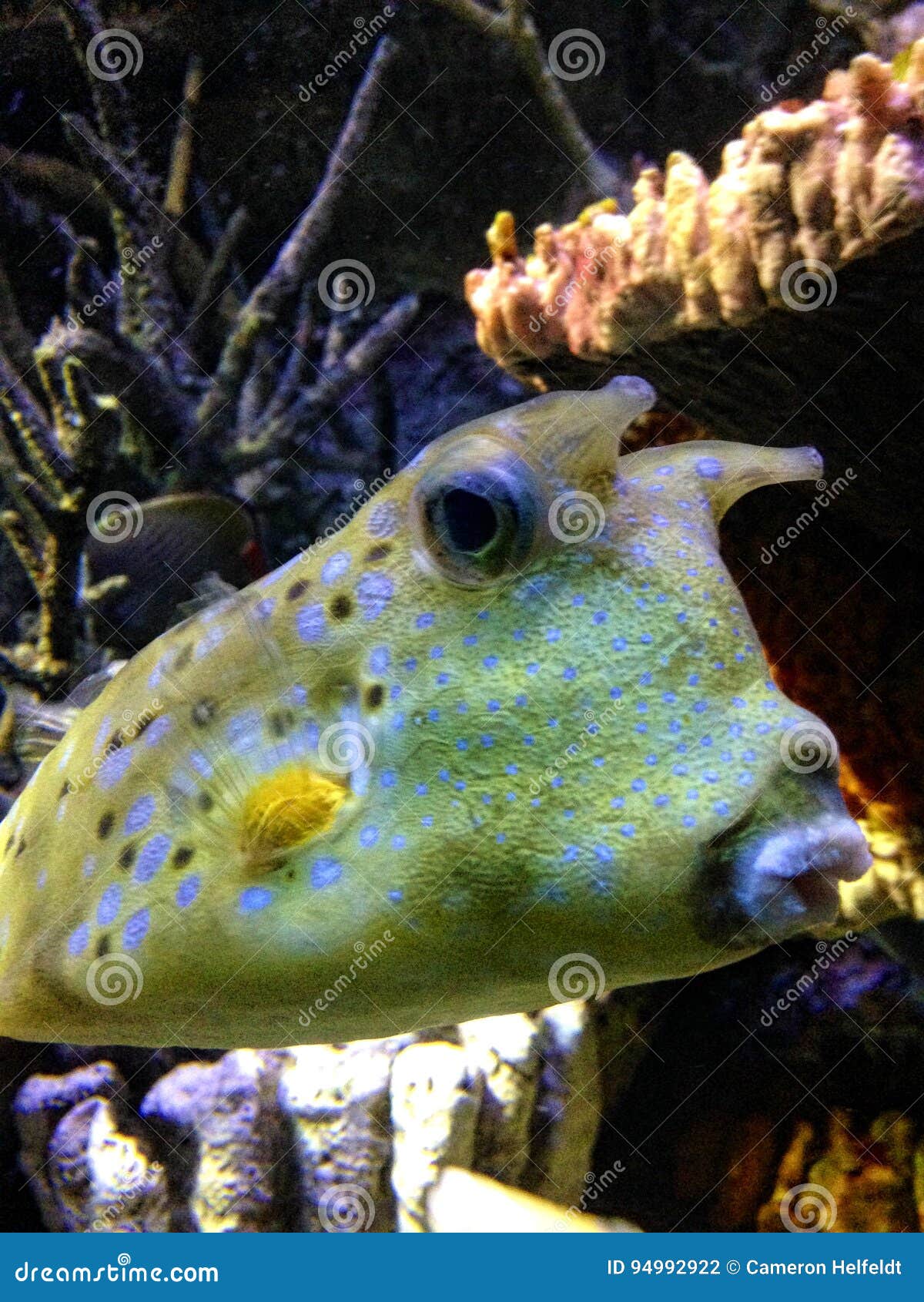 Cowfish stock photo. Image of ocean, baltimore, aquarium - 94992922