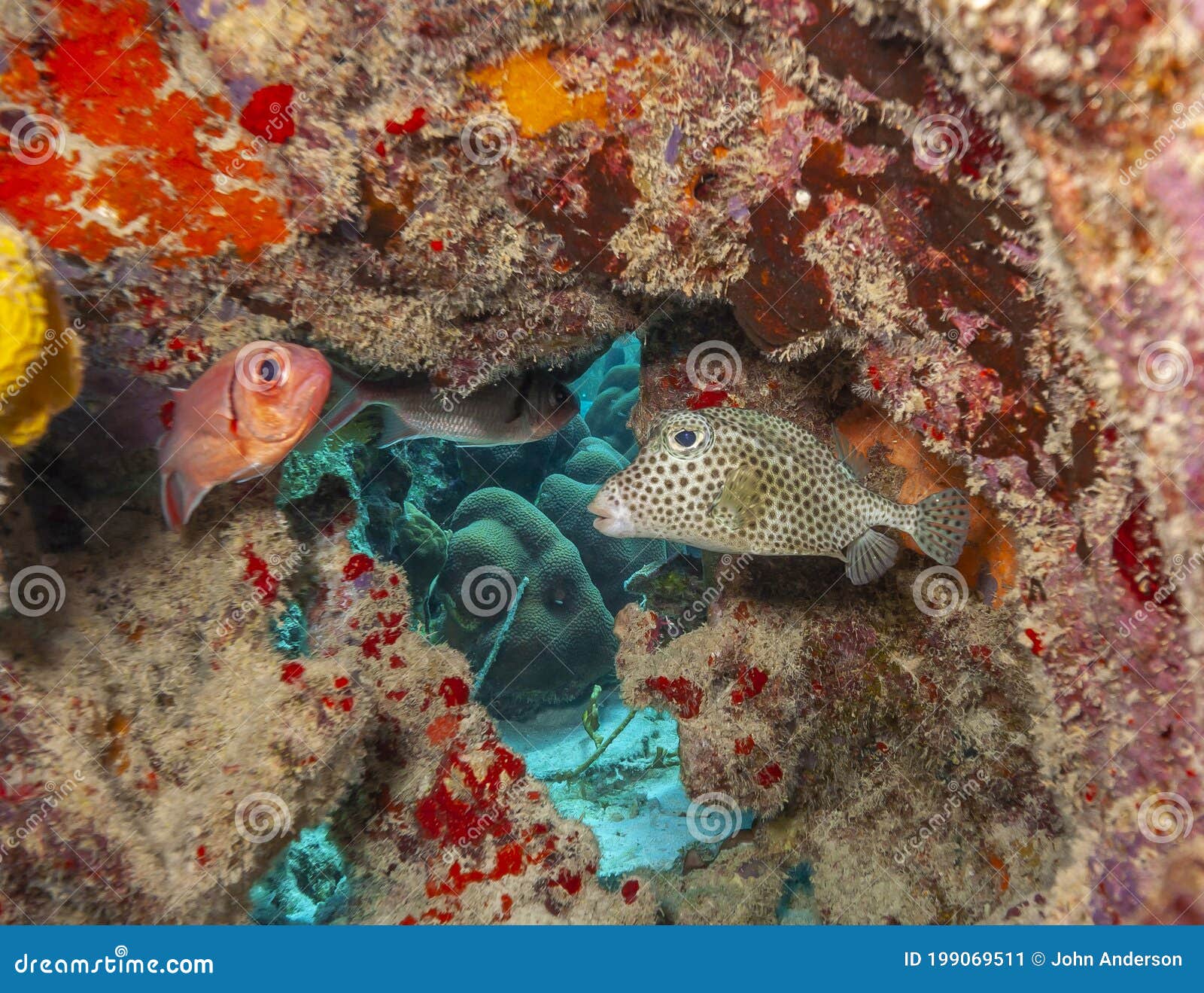 Cowfish and squirrlefish stock image. Image of diving - 199069511