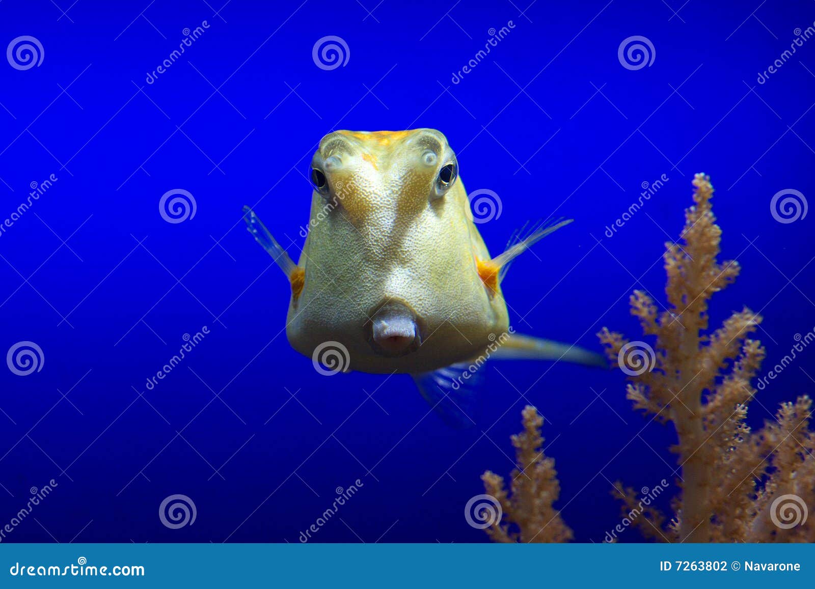 Cowfish under water stock photo. Image of marine, cowfish - 7263802