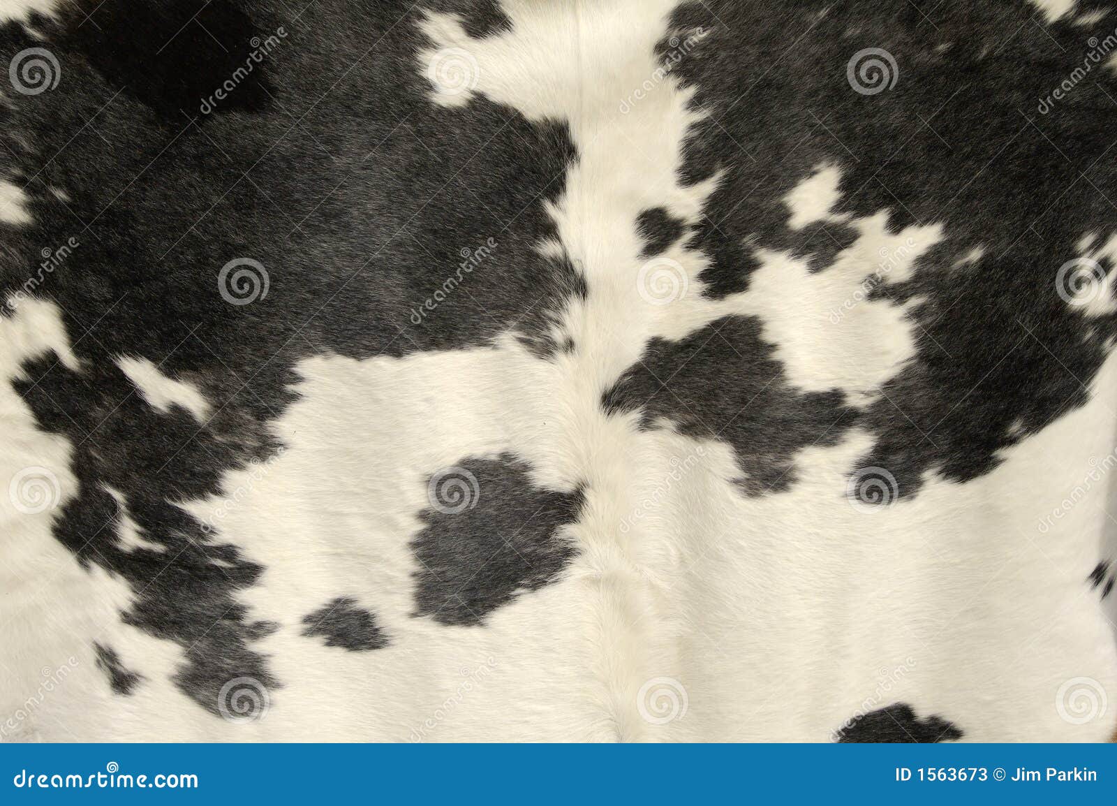 Cowhide stock image. Image of background, western, hanging - 1563673