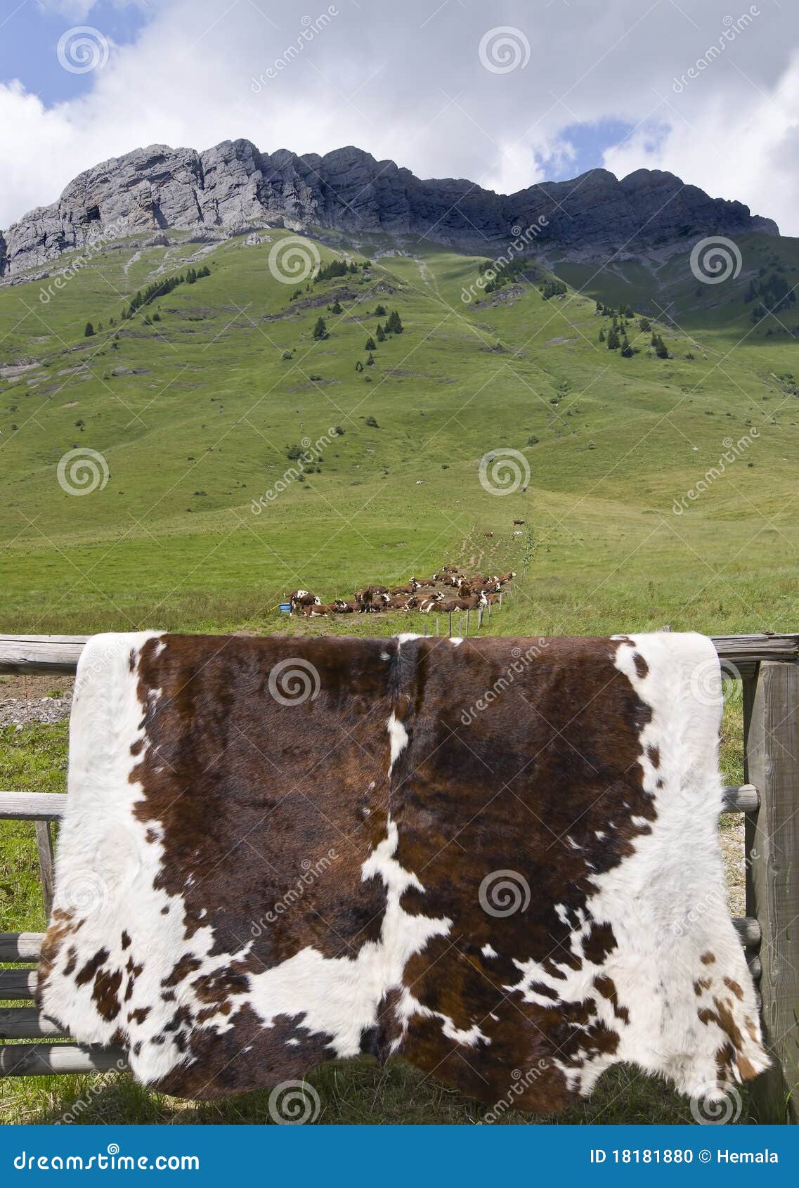 A cowhide stock photo. Image of grass, blue, jura, alps - 18181880