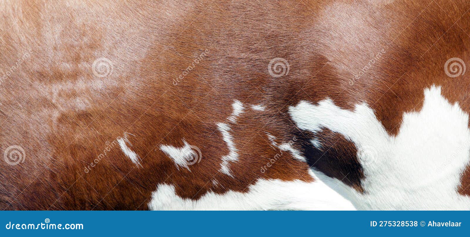 Abstract Red and White Pattern on Side of Cow Stock Photo - Image of ...