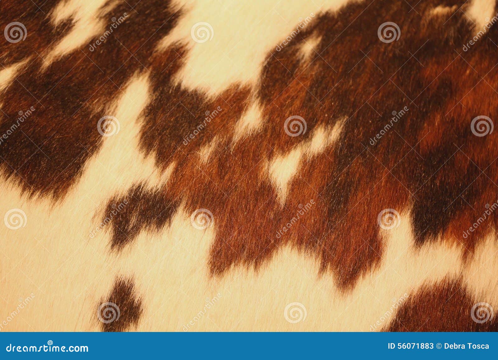Cowhide stock image. Image of cowhide, farm, authentic - 56071883