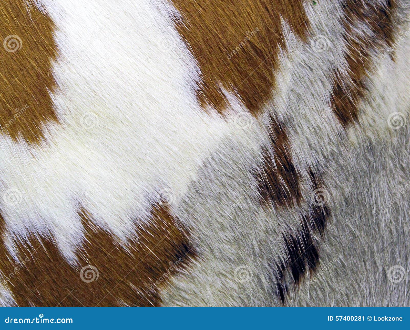 Cowhide stock image. Image of cowboys, cowhide, farms - 57400281