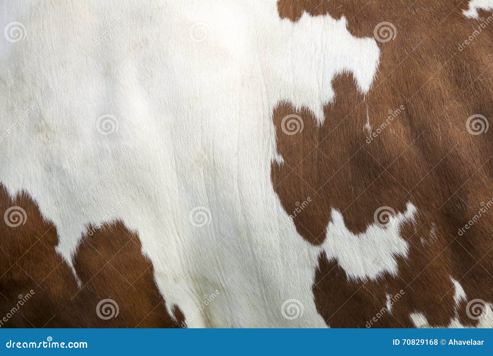 Cowhide on Side of Red and White Cow Stock Photo - Image of white ...