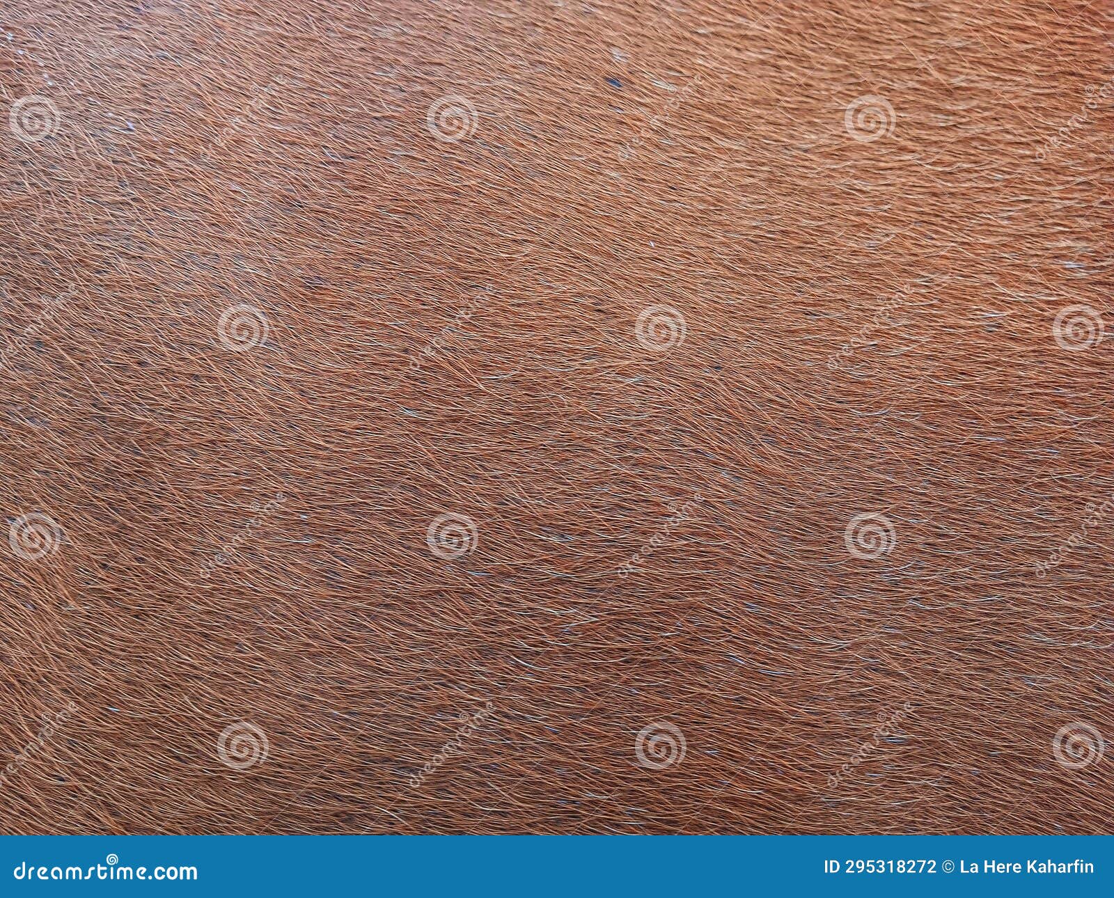 Cowhide surface texture stock photo. Image of pattern - 295318272
