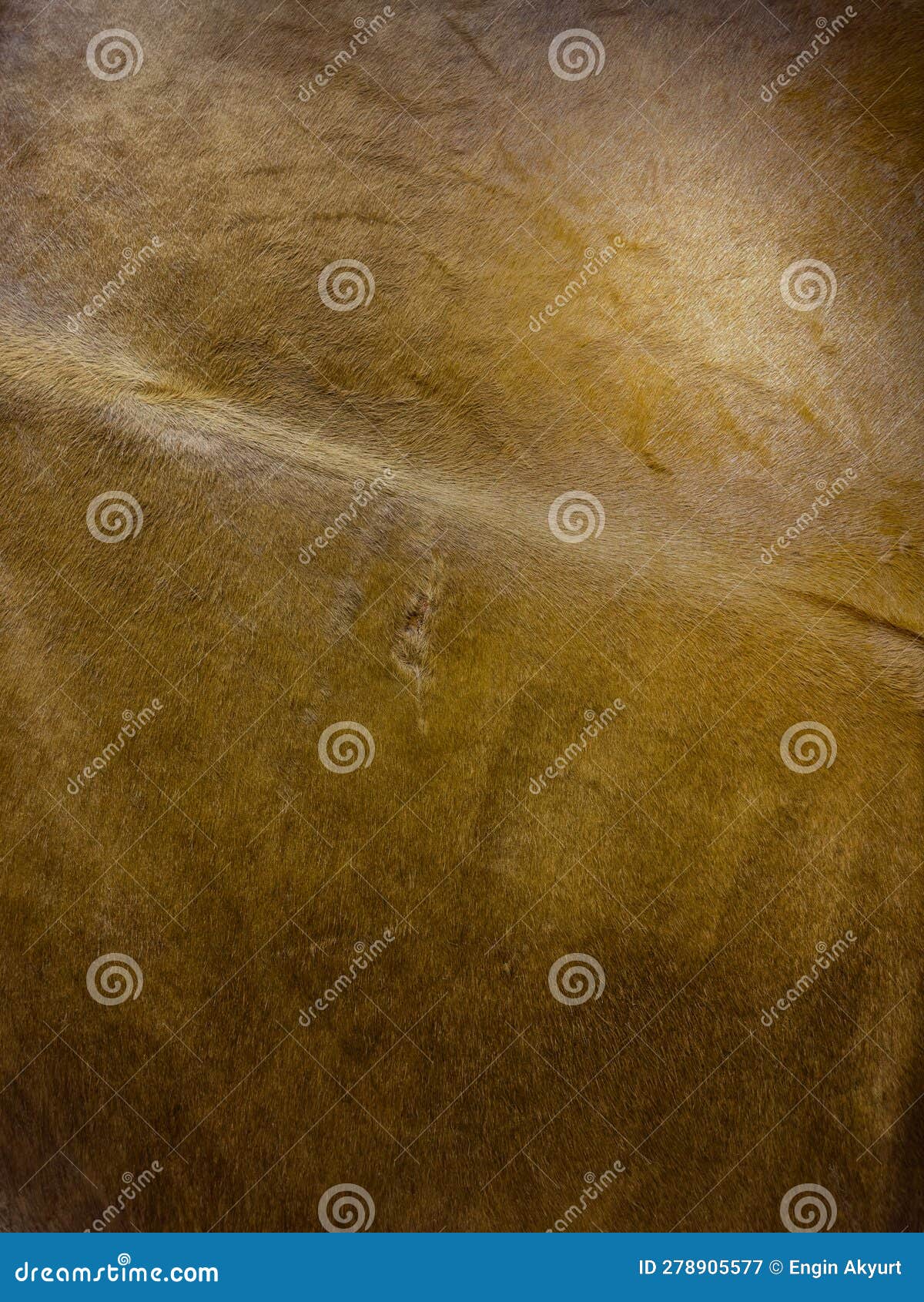 Cowhide texture stock image. Image of cowhide, macro - 278905577