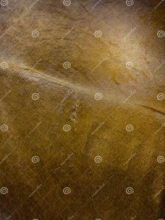 Cowhide texture stock image. Image of cowhide, macro - 278905577