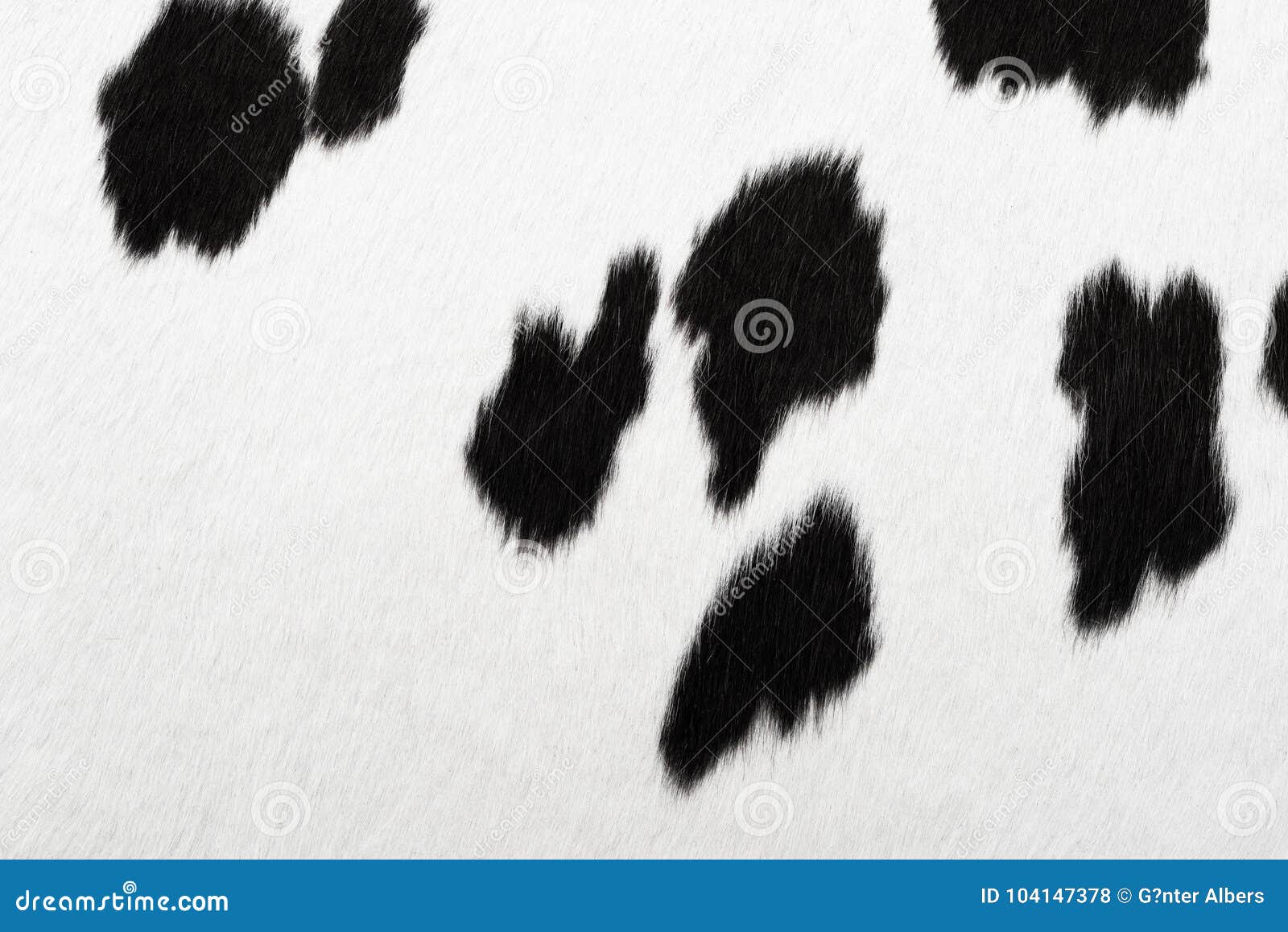Cowhide texture stock photo. Image of animal, texture - 104147378
