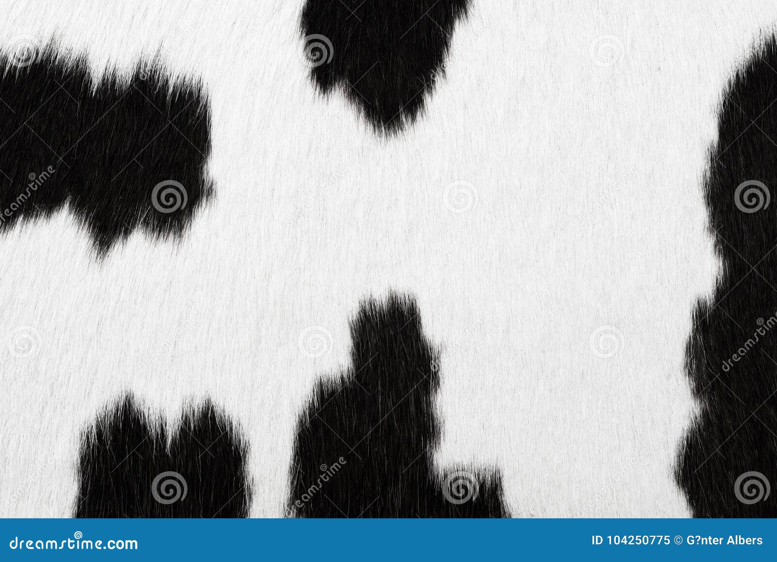 Cowhide texture stock image. Image of textile, black - 104250775