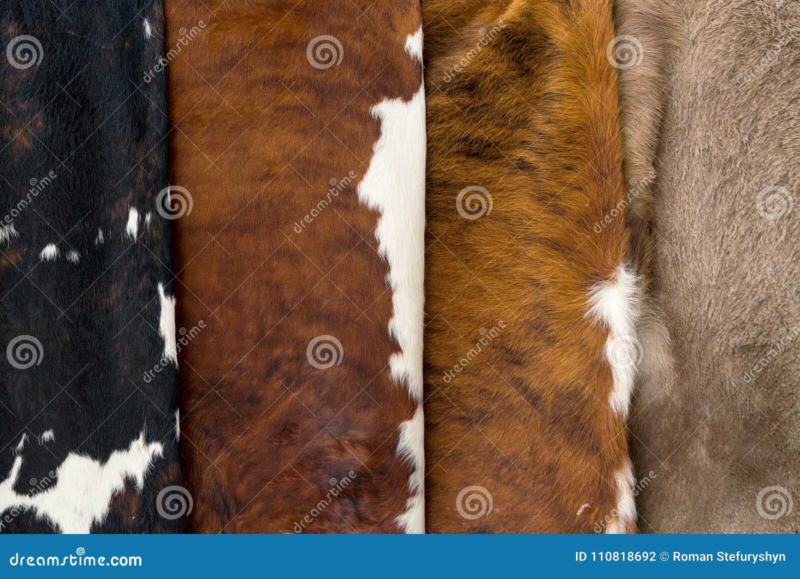 Cow Skin Pattern Texture Black White Red Gray Stock Photo - Image of ...