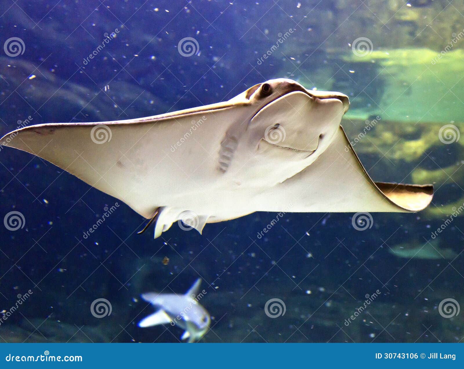 Cownose Ray foto de archivo. Imagen de animales, carolina - 30743106